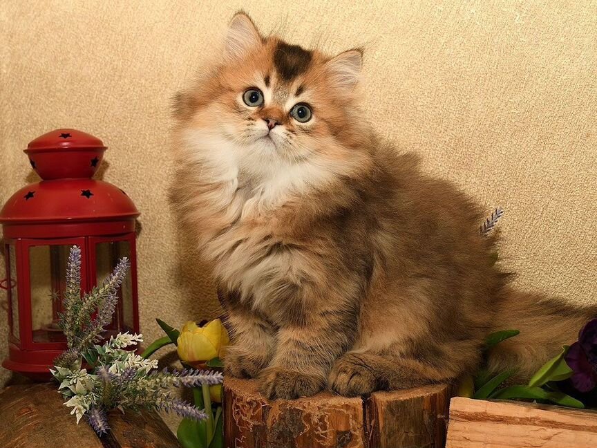 Золотой Длинношерстный котик Хайленд 2 мес