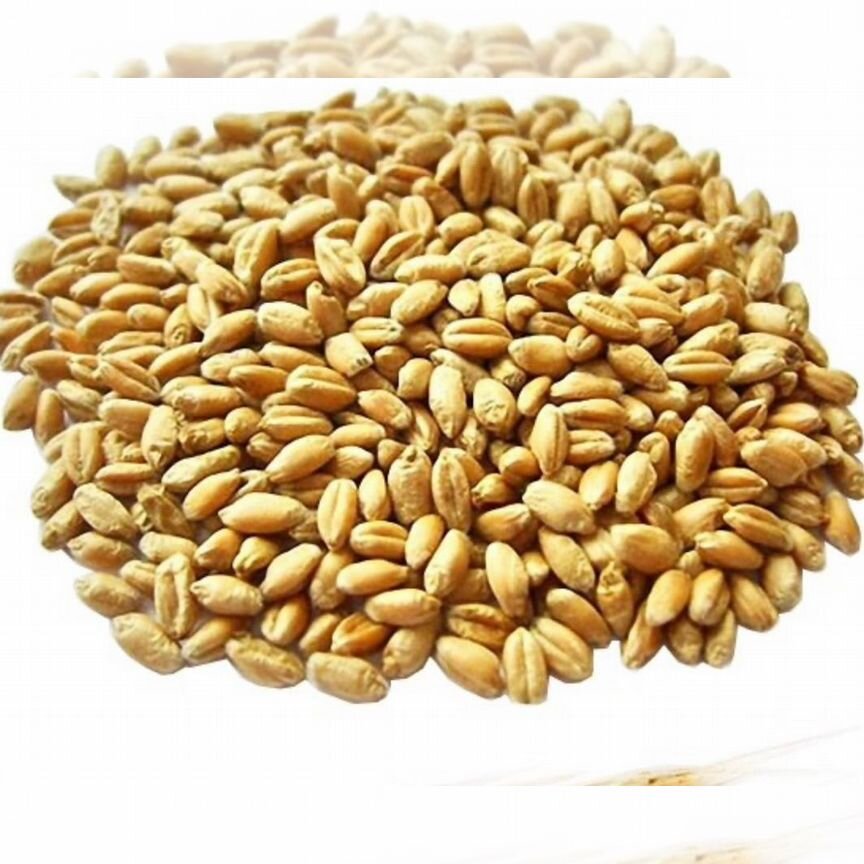 Пшеница кормовая, фуражная