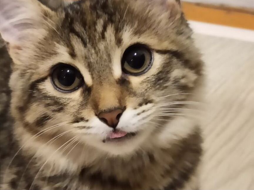 Котенок в добрые руки бесплатно