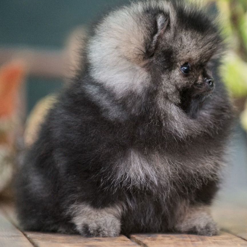 Щенок померанского шпица медвежьего типа