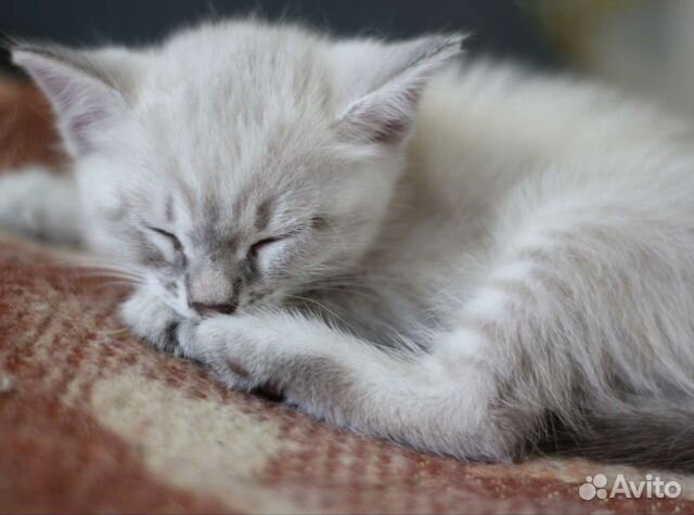 Голубоглазый котёнок в добрые руки