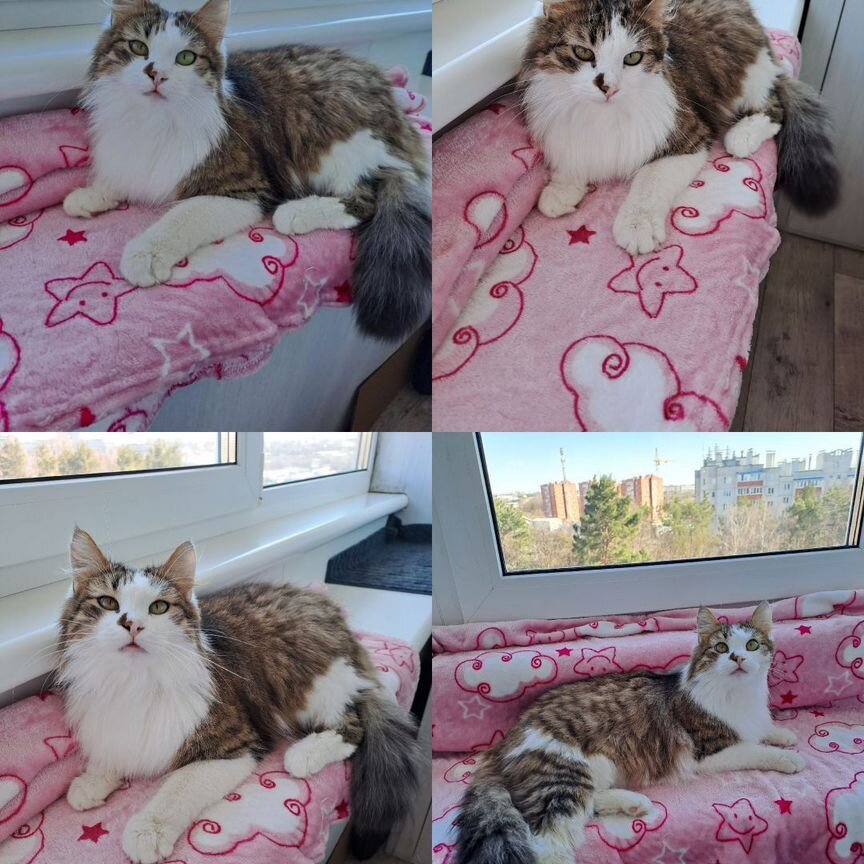 Котик в добрые руки