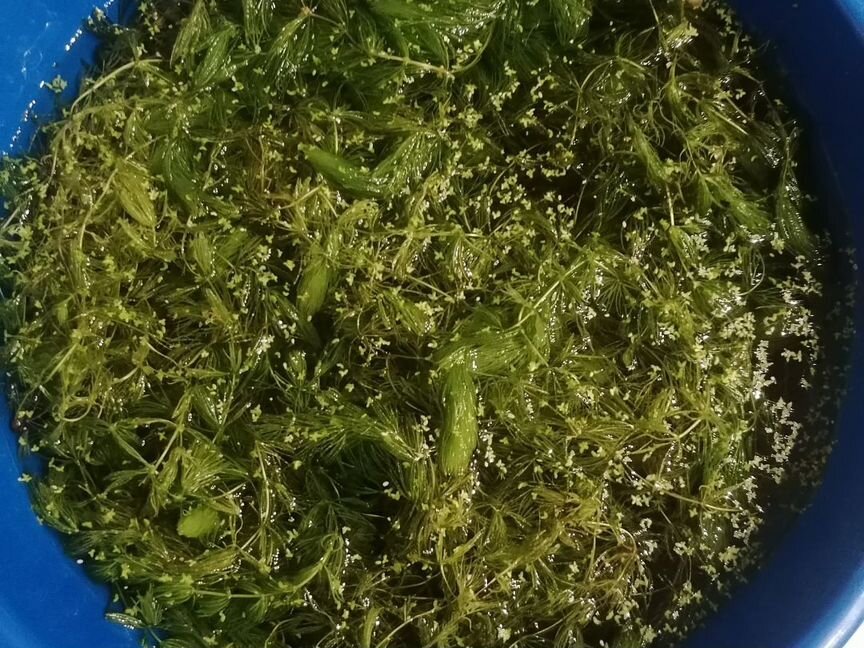 Роголистник в аквариум