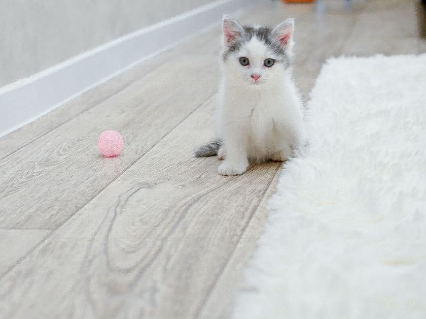 Котенок добрые руки