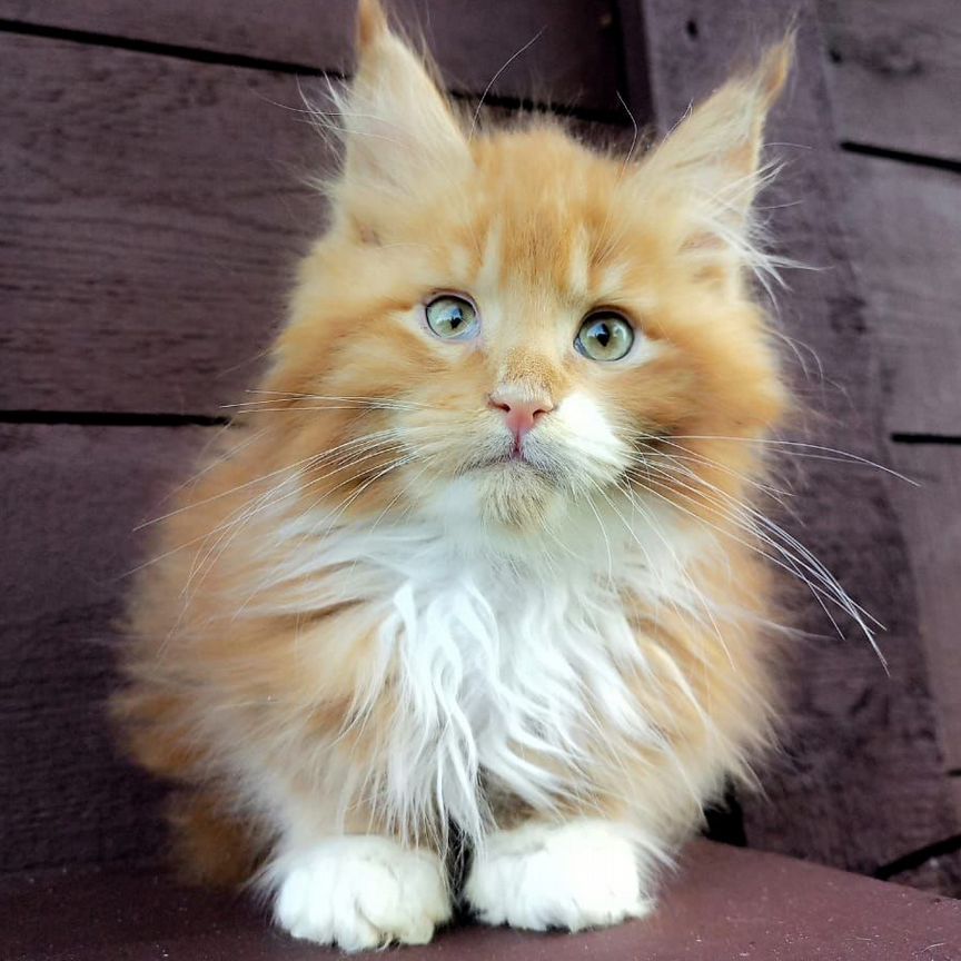Маленький котик
