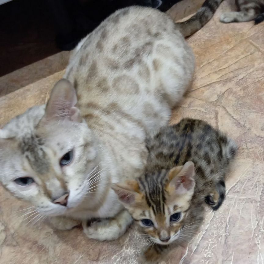 Бенгальская кошечка
