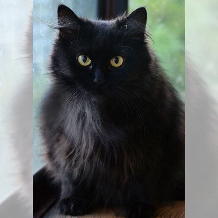 Сибирская, взрослая кошка