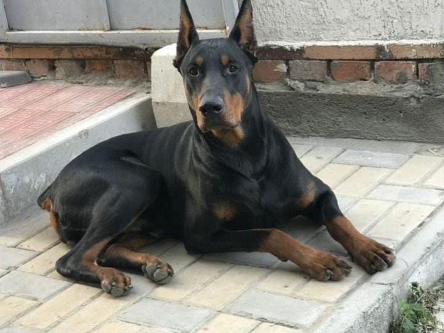 Щенки добермана