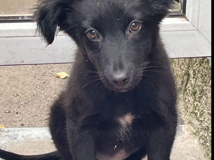 Отдам щенка в хорошие руки