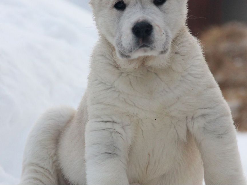 Среднеазиатская овчарка