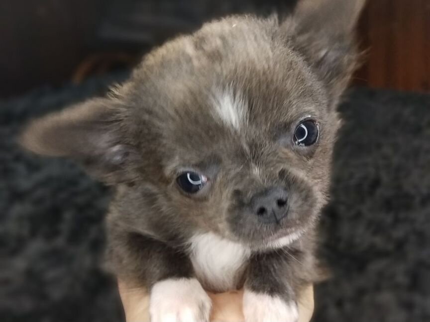 Супер-пупер мини чихуашечка