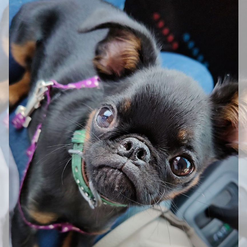 Птибарсон Грифон