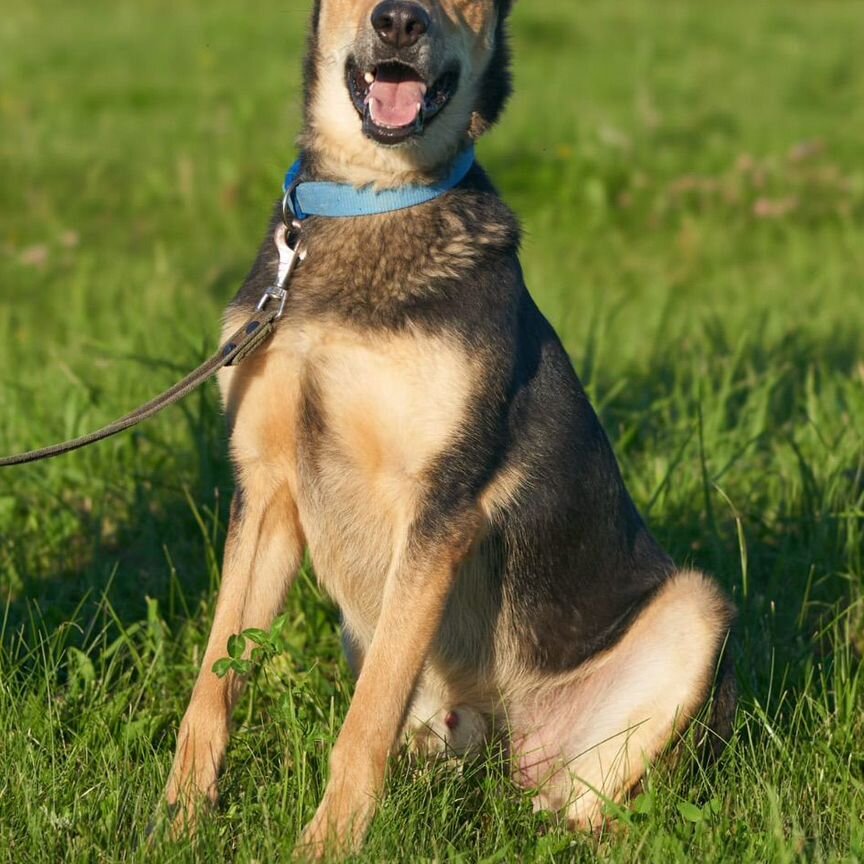 Собака в добрые руки отдам бесплатно