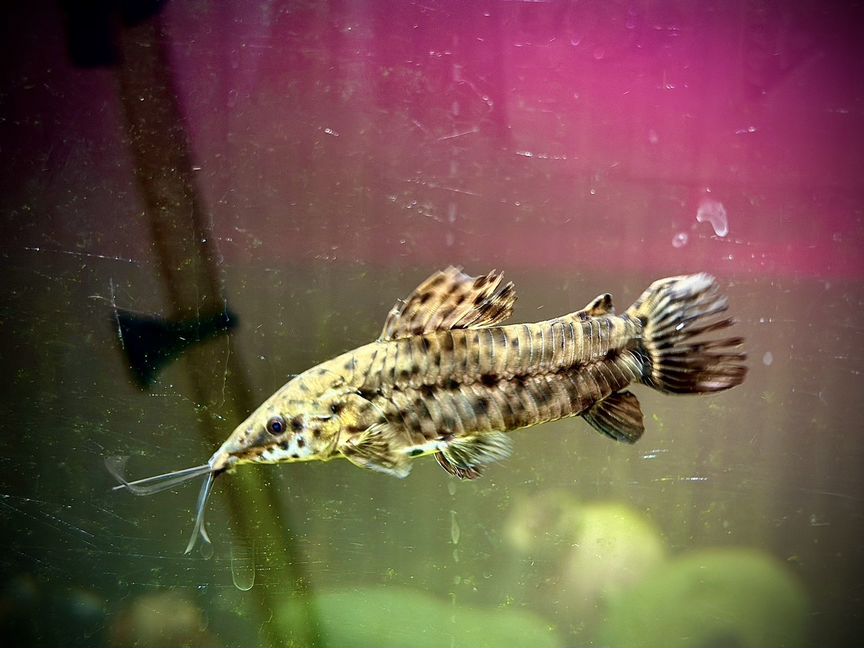 Сом- таракантум