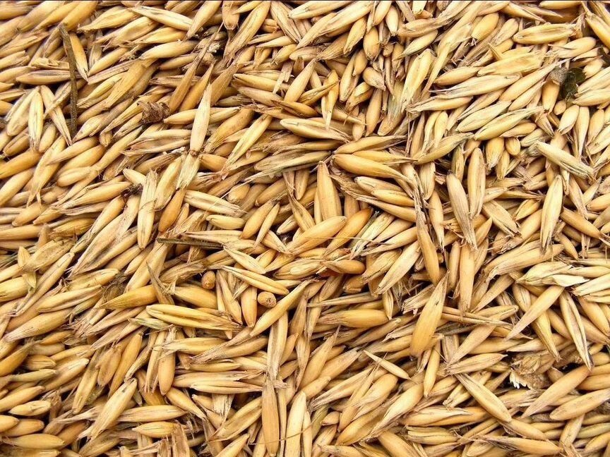 Рожь озимая