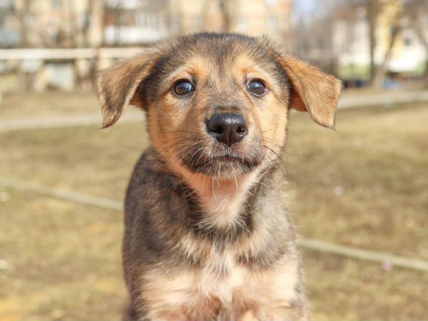 Шлёпа - щенок в добрые руки