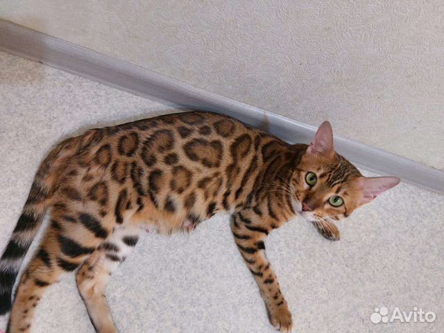 Бенгальские котята мальчик и девочки