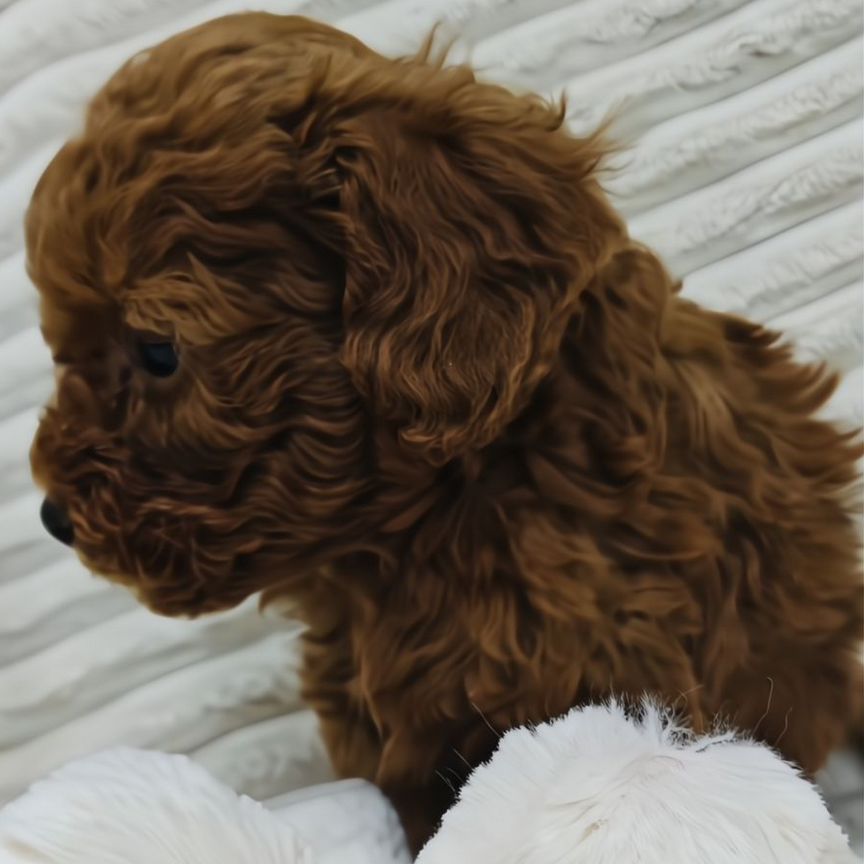 Той-пудель, щенок