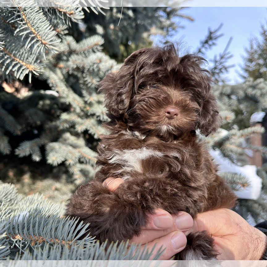 Мальтипу, щенок