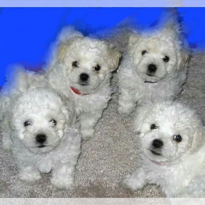 Бишон фризе, щенок