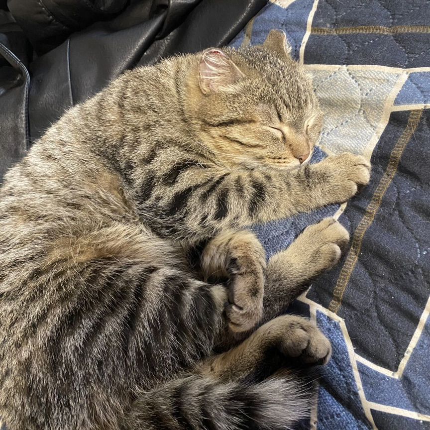 Котик ищет дом