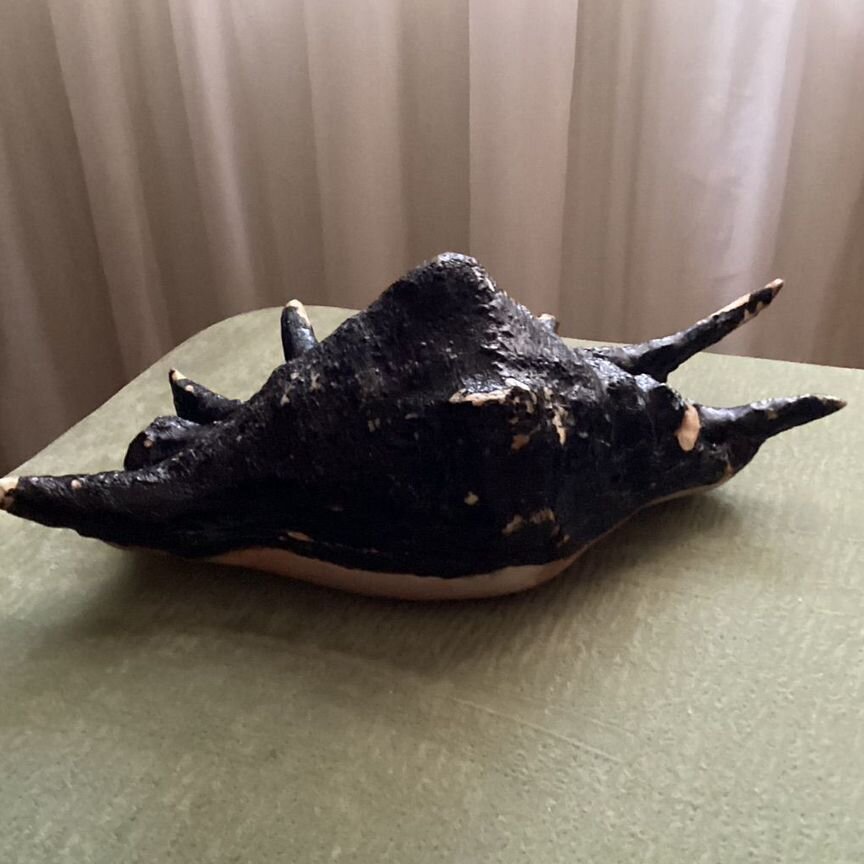 Ракушка большая морская