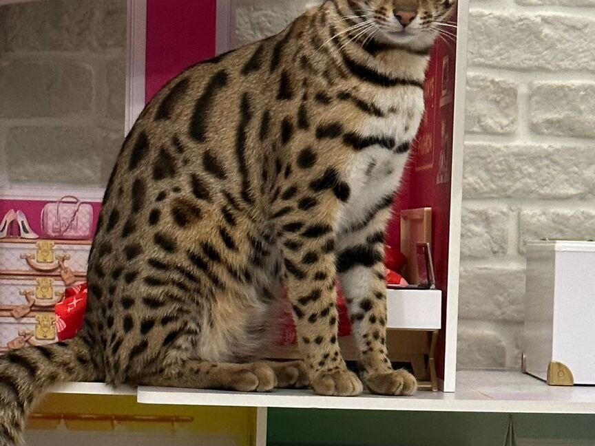 Бенгальские котята ф1