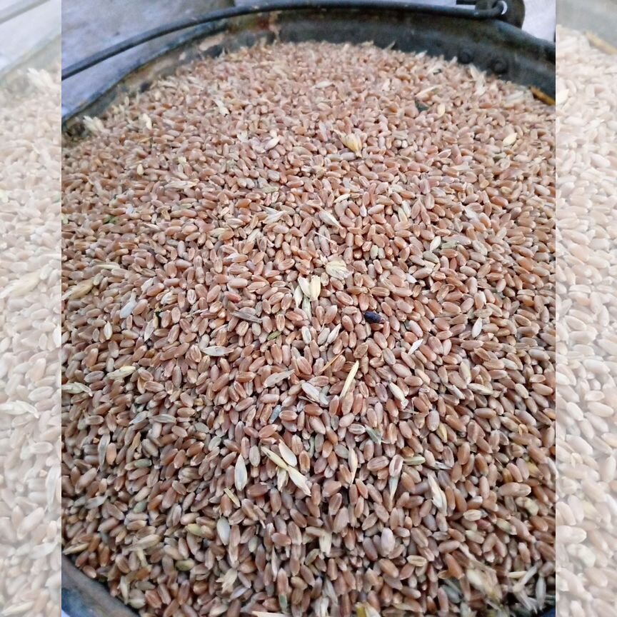 Зерно пшеница