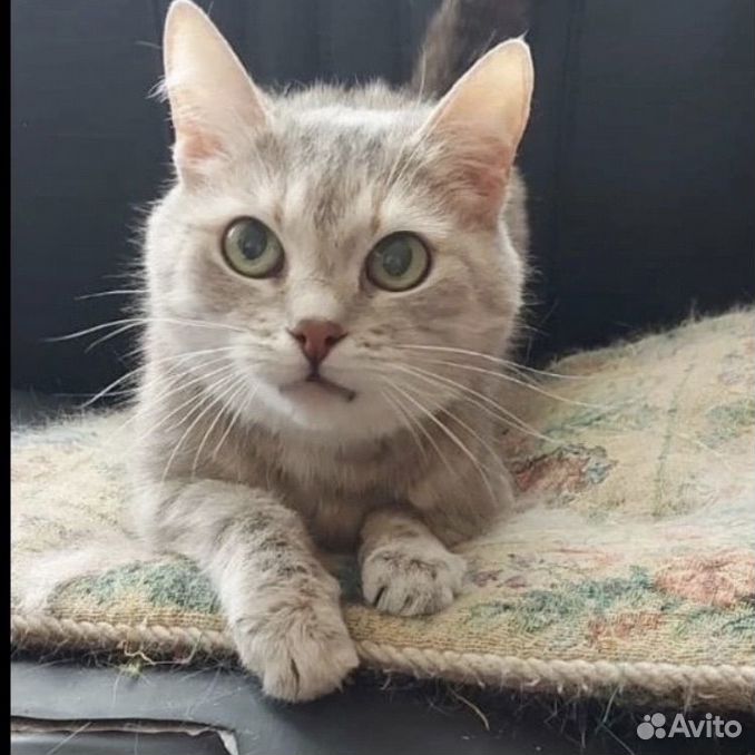 Кошечка Мурочка в беде