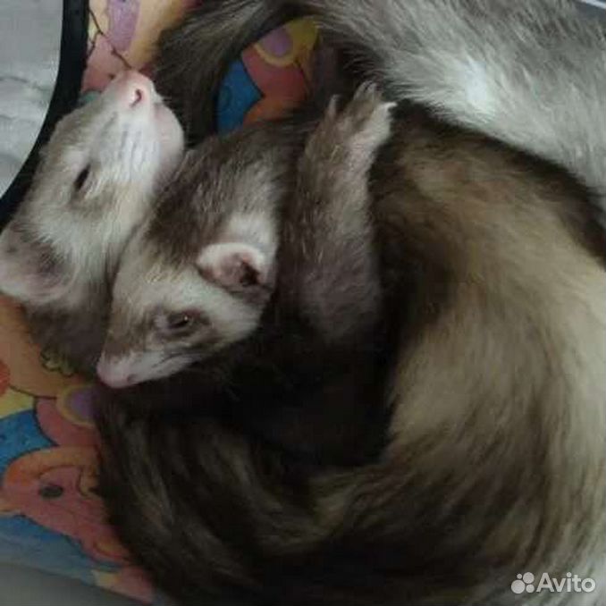 Ручные хорьки малыши