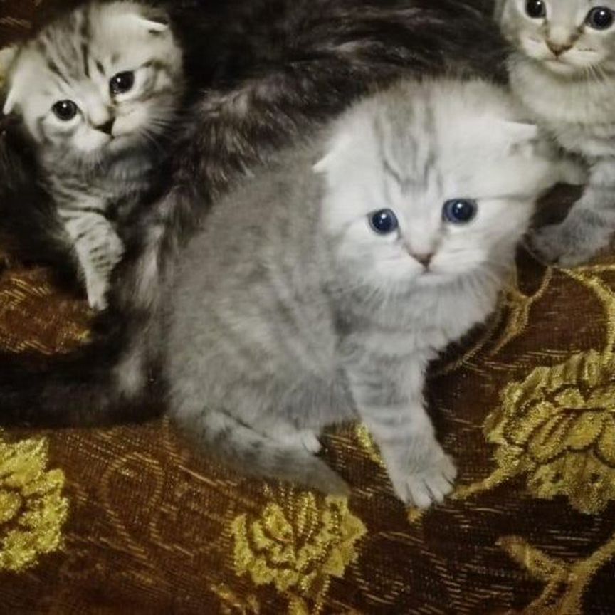 Шотландские котята