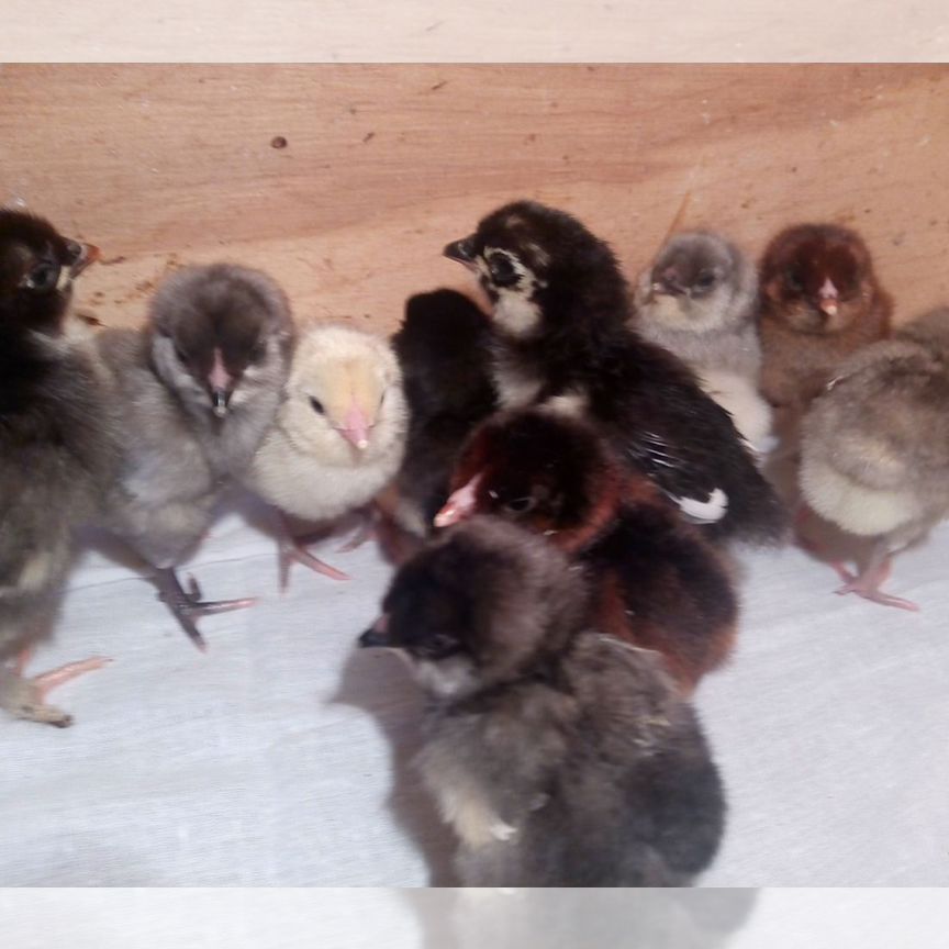 Цыплята несушки