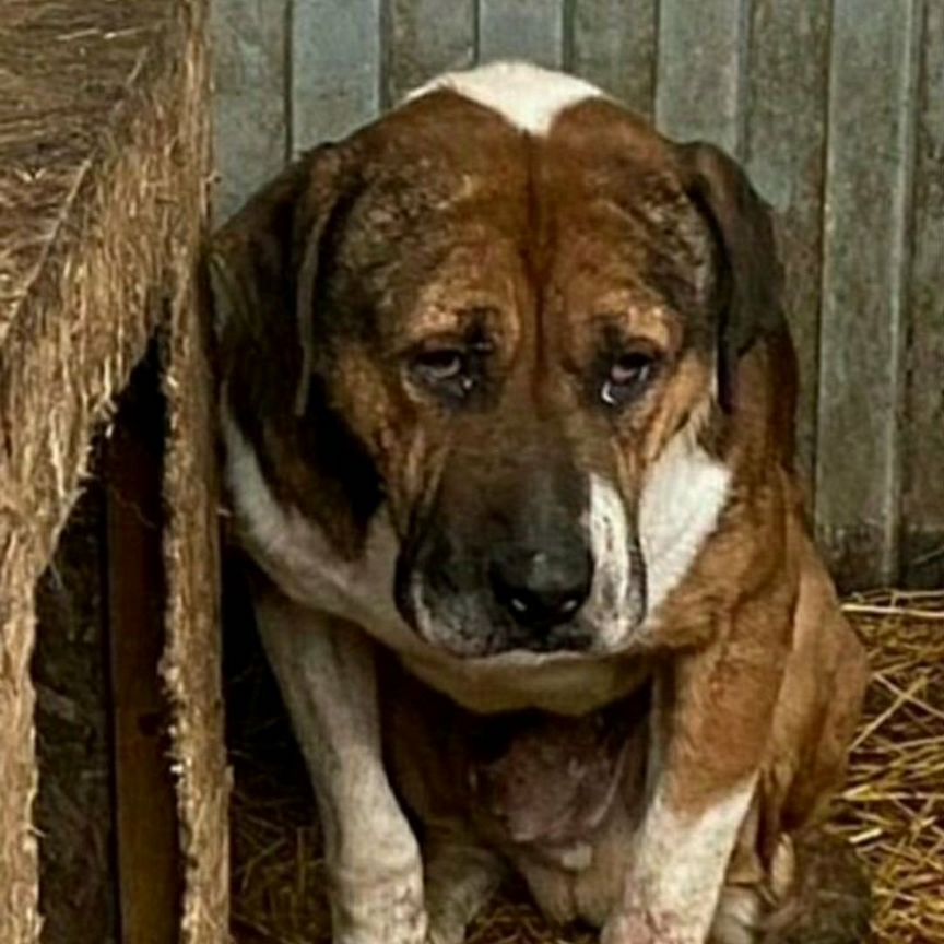 Грустный пес