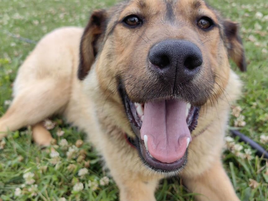 Собака в добрые руки