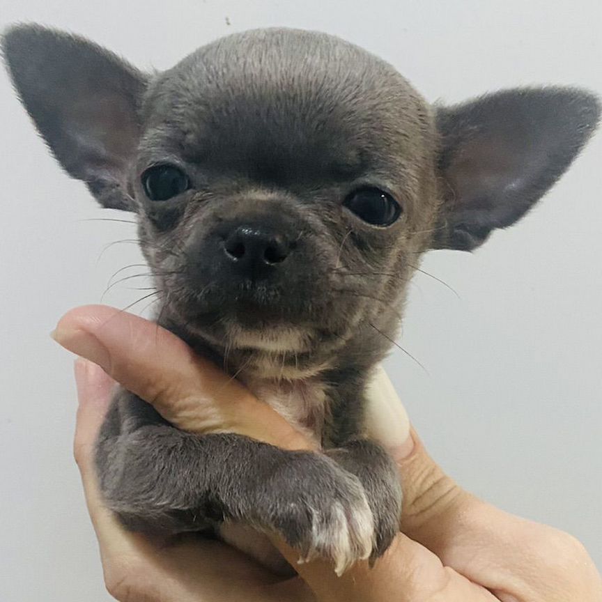 Дама из Амсдердама