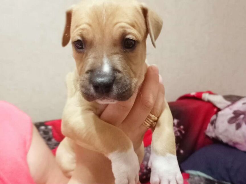 Домашние животные собаки щенки