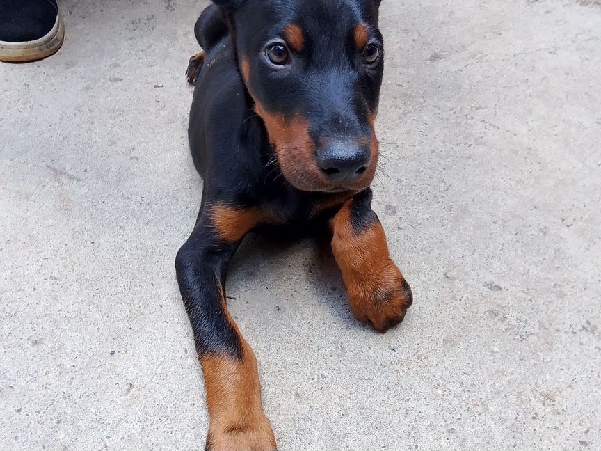 Собаки щенки добермана