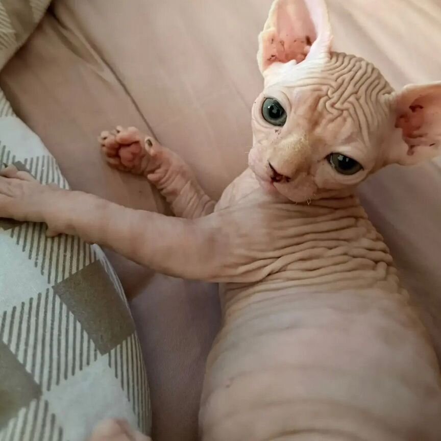 Канадский сфинкс котёнок