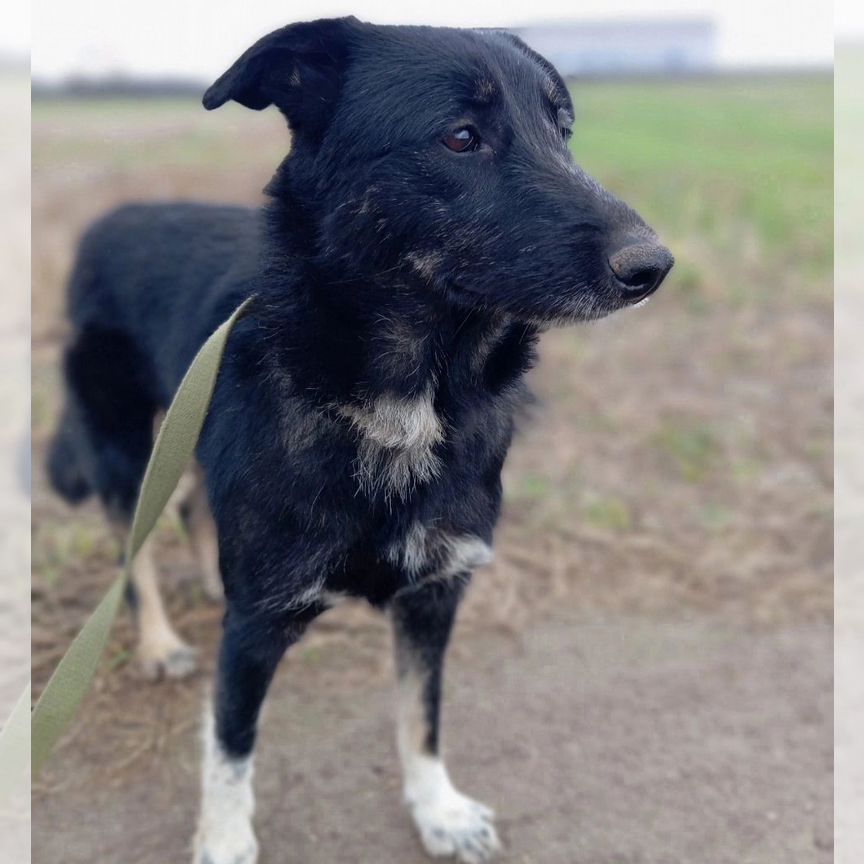 Взрослая собака в добрые руки