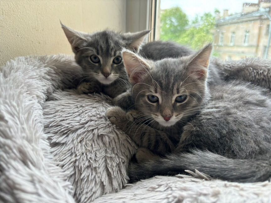 Котята малыши Пашка и Леночка