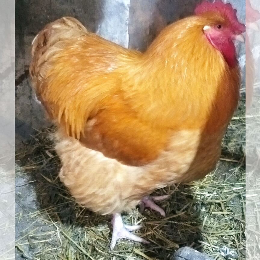 Куры молодки