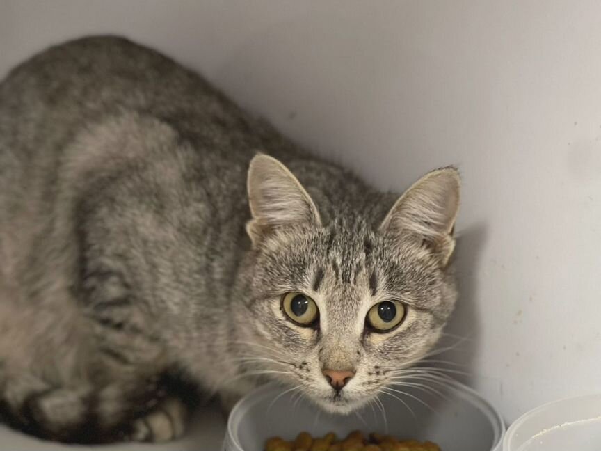 Нежная кошечка в добрые руки