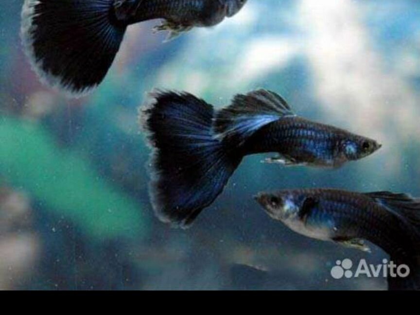 Прийму в добрые руки аквариумных рыбок, Гуппи