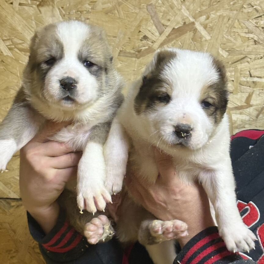 Щенки сао алабай