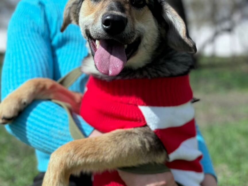 Приют-не место для маленького щенка