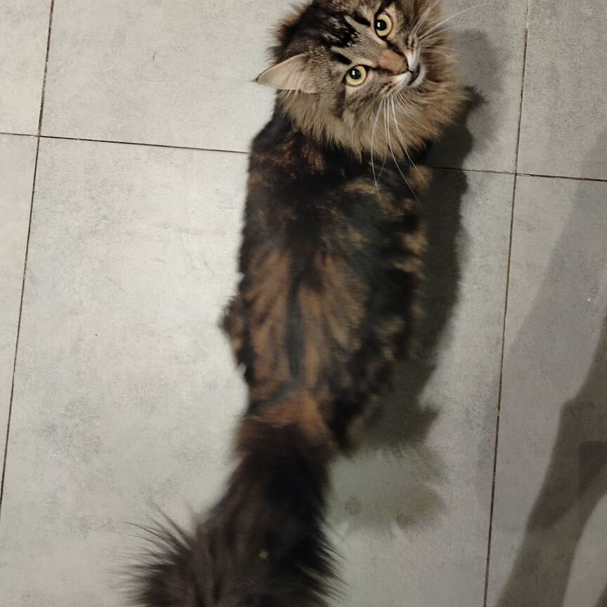 Сибирский кот