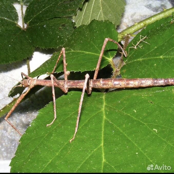 Палочники бесплатно