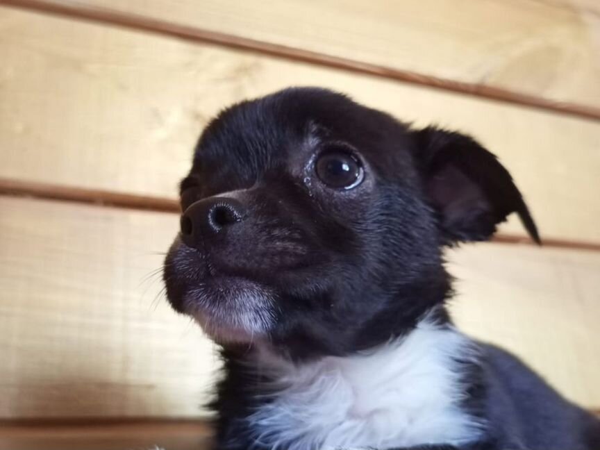 Чихуахуа стандарт мальчик