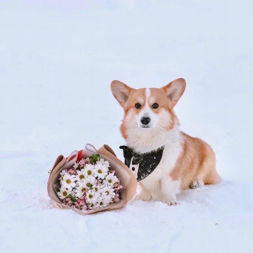 Вельш-корги вязка