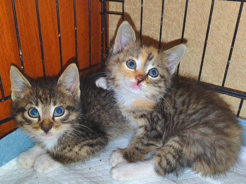 Котята в добрые руки. Малыши Жорик и Жулька